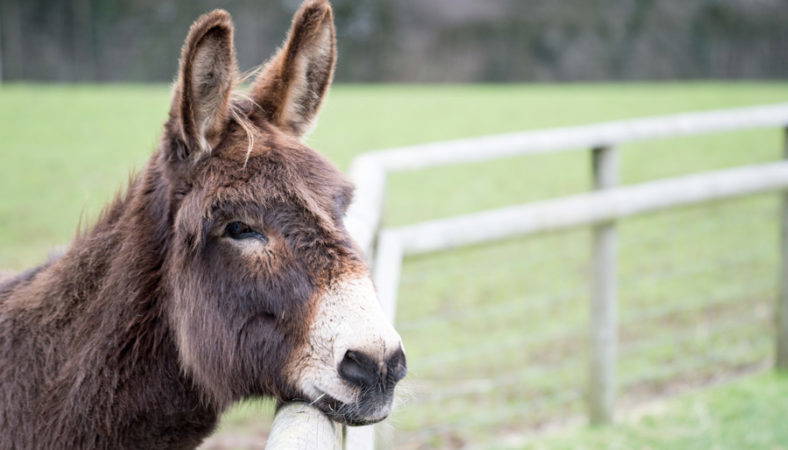 Useful Tips to Prevent and Control Parasites in Donkeys - Parkside Vets ...