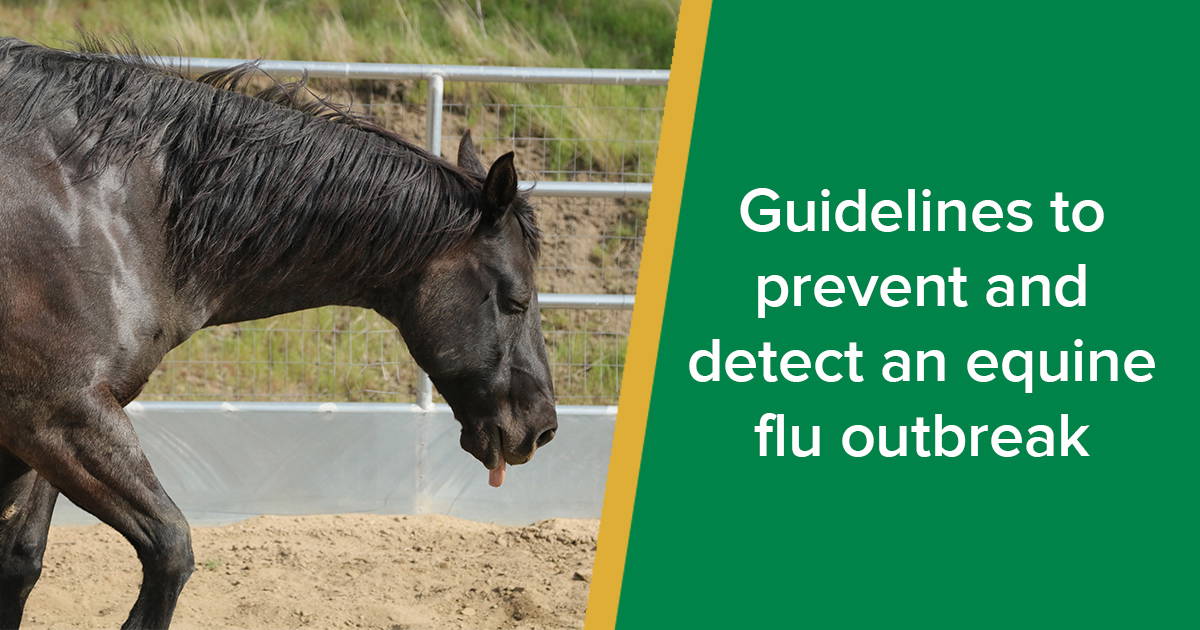 Equine flu outbreak: best guidelines to prevent it - Parkside Vets