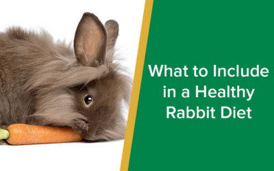 Rabbit care: best tips to take care of your pet rabbit - Parkside Vets Pets