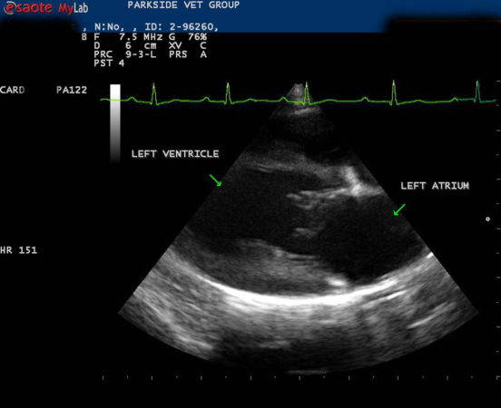 Interesting Cases: Heart Defect in Dog – Patent Ductus Arteriosus ...
