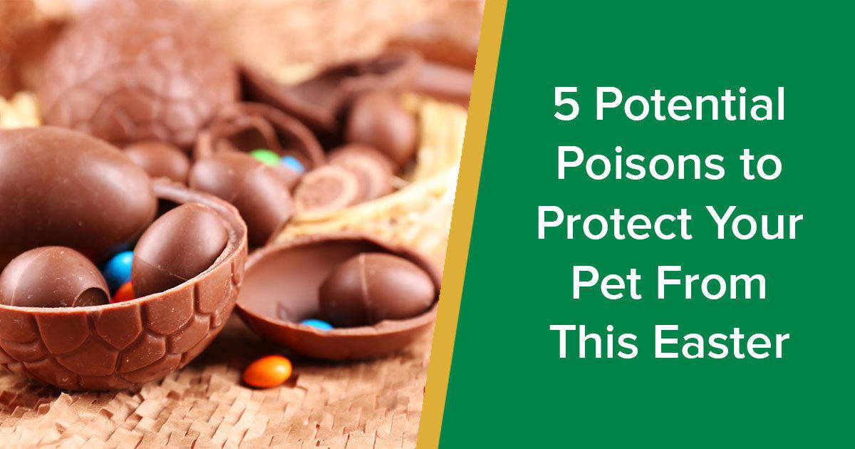 5 Potential Easter Poisons and How to Protect Your Pet From Them