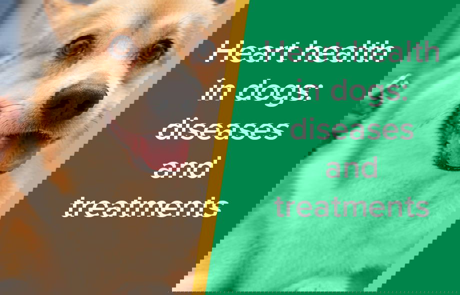 Parkside Vets News and Blog | Really Useful information for pet owners