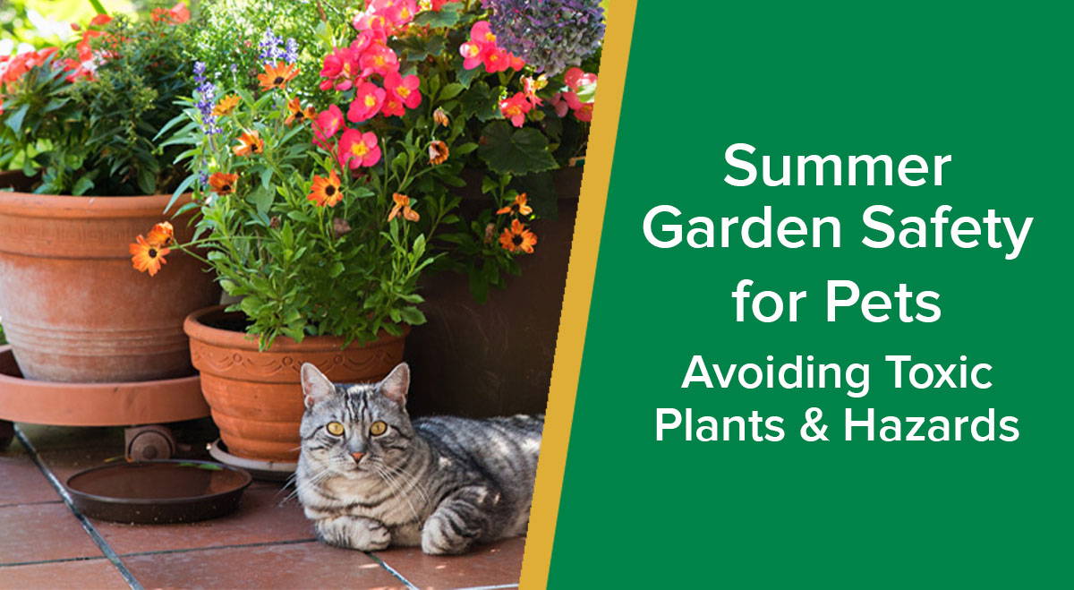 Summer Garden Safety for Pets - Avoiding Toxic Plants & Hazards ...